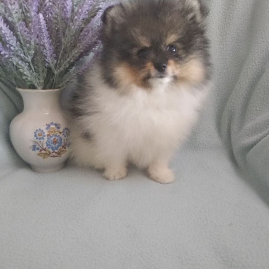 Померанский шпиц мини