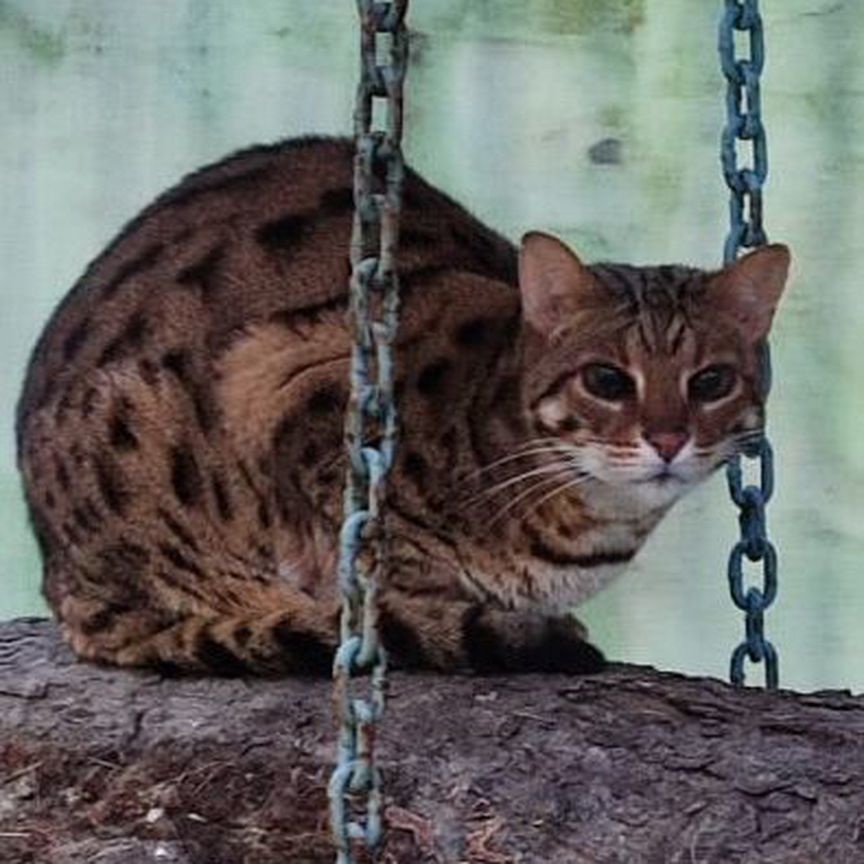 Оцикет кот