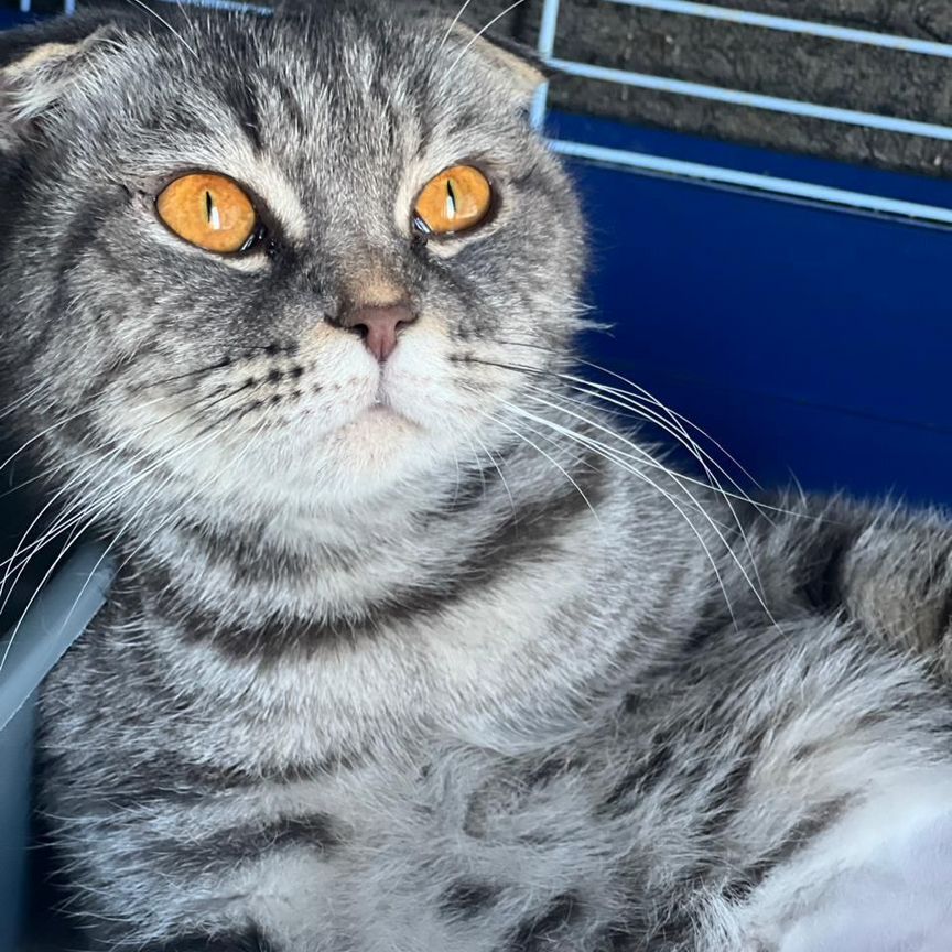Шотландская кошка в добрые руки
