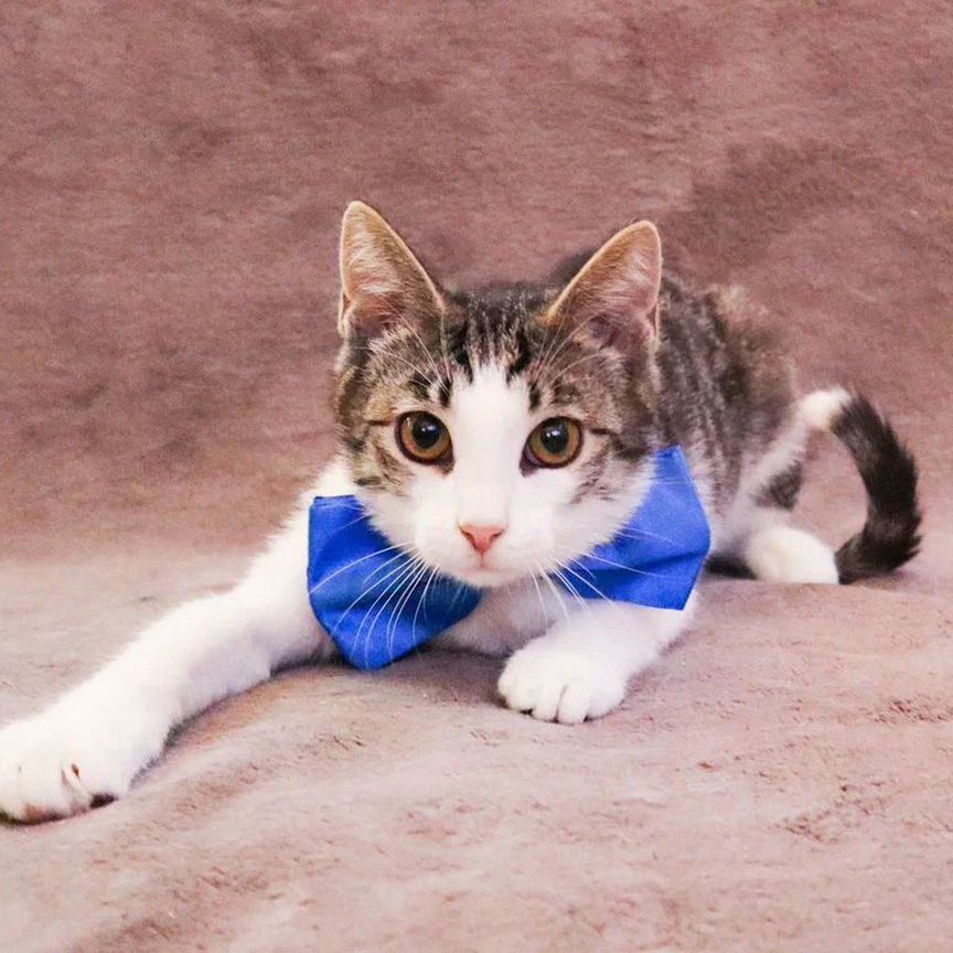 Беленький котёнок ищет дом