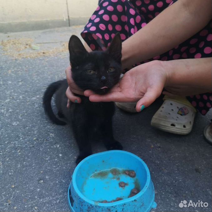 Котёнок плачет на улице