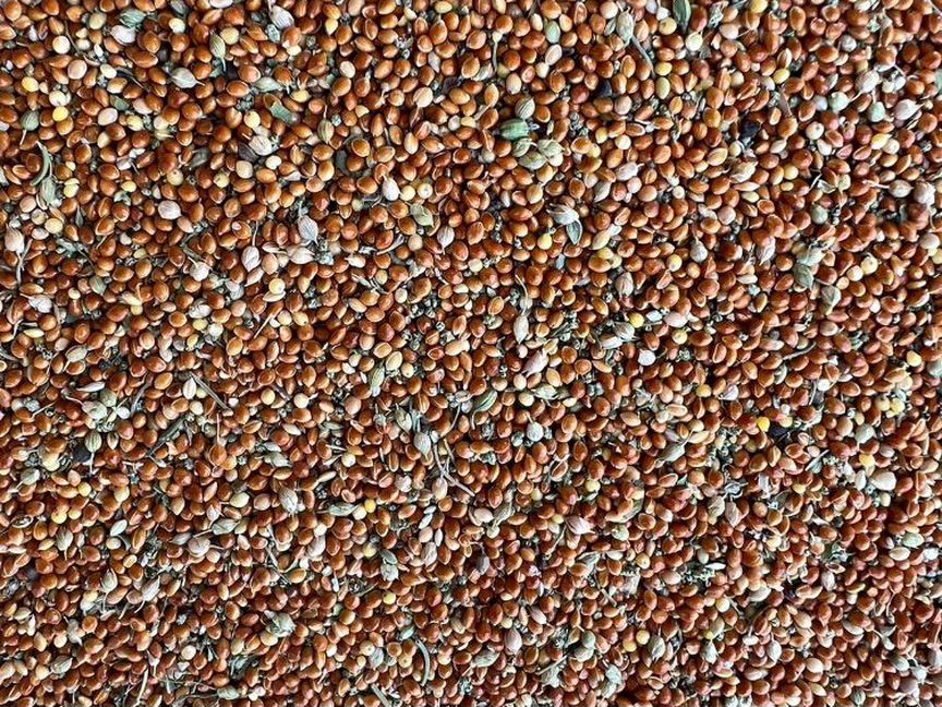 Просо красное