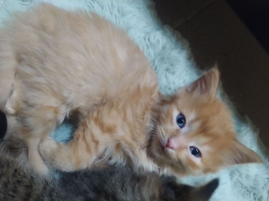 Кошка в дар