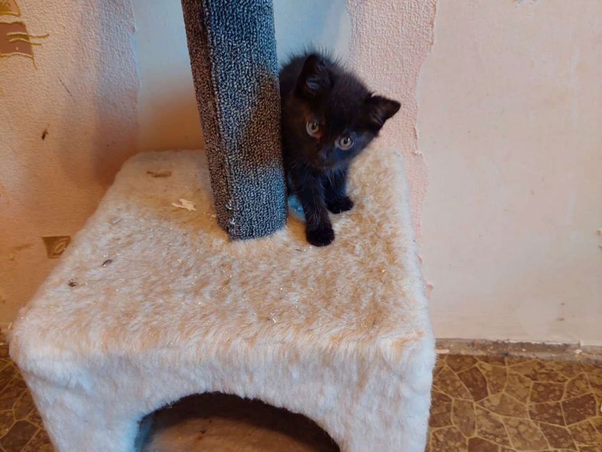 Котенок черный подобранный