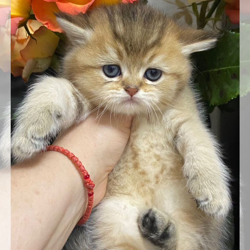 Шотландский котенок Юджин