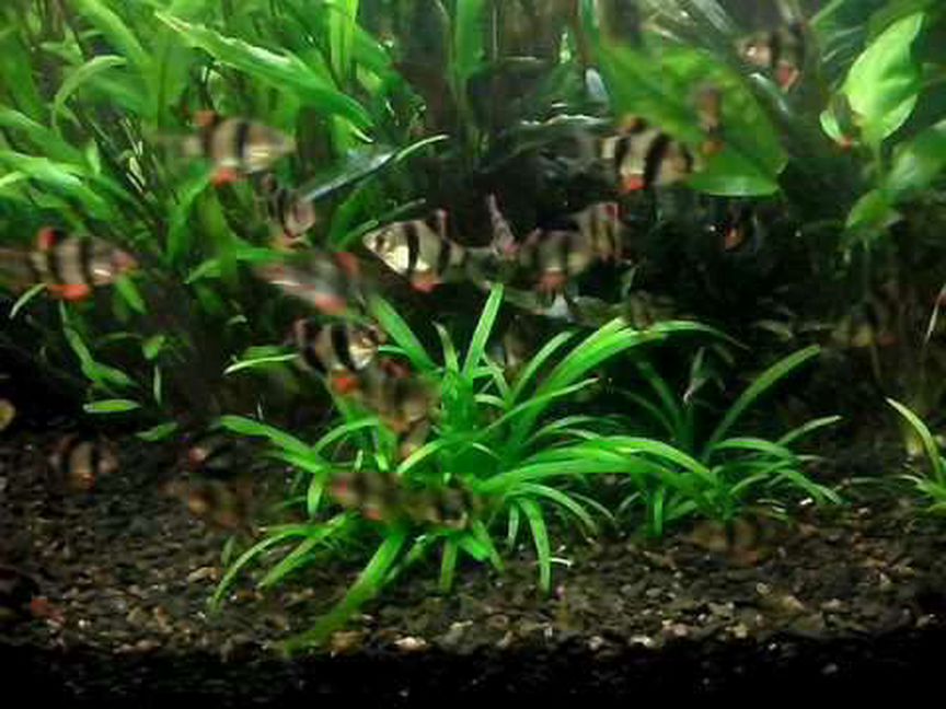 Аквариумные растения