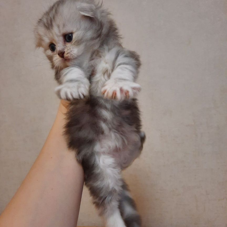 Шотландские котята