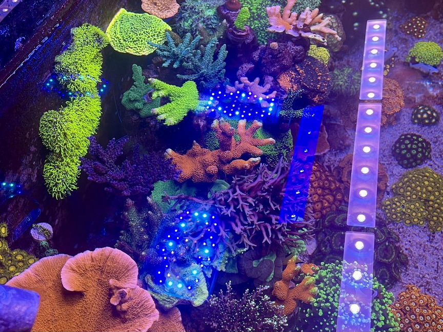 Кораллы в морской аквариум