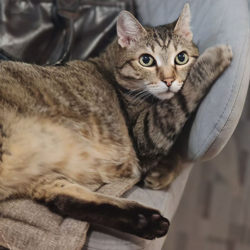 Взрослый кот в добрые руки