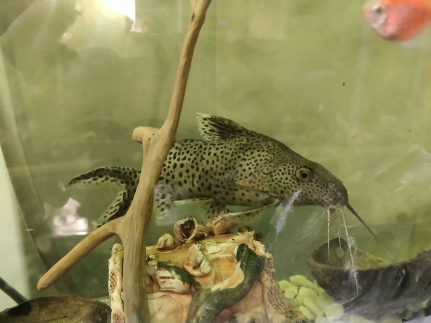 Сомик синодонтис