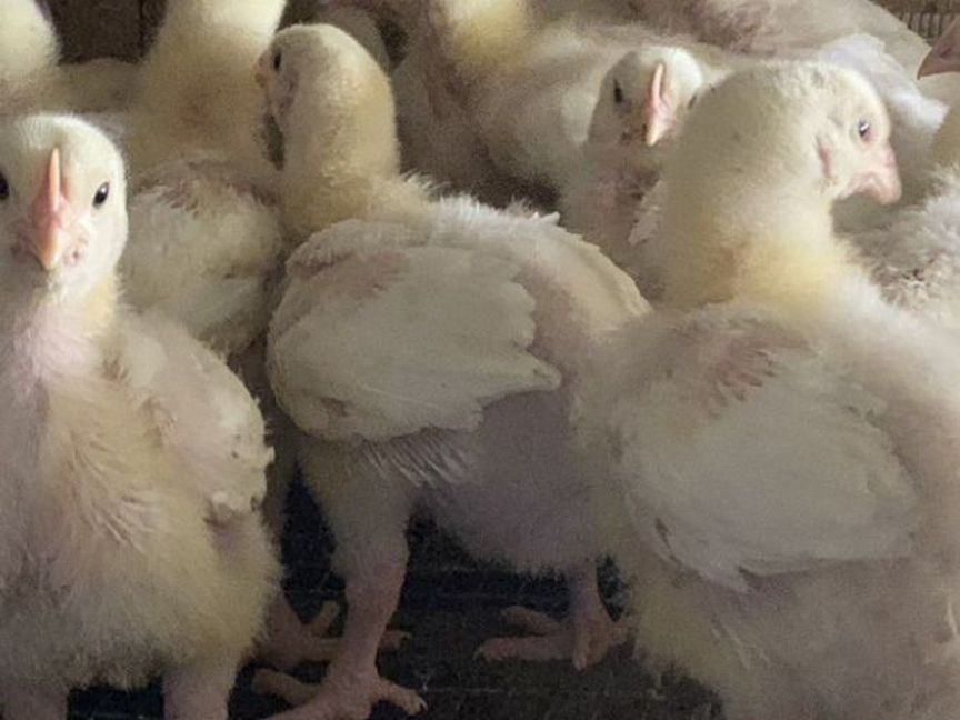 Бройлер подрощенный