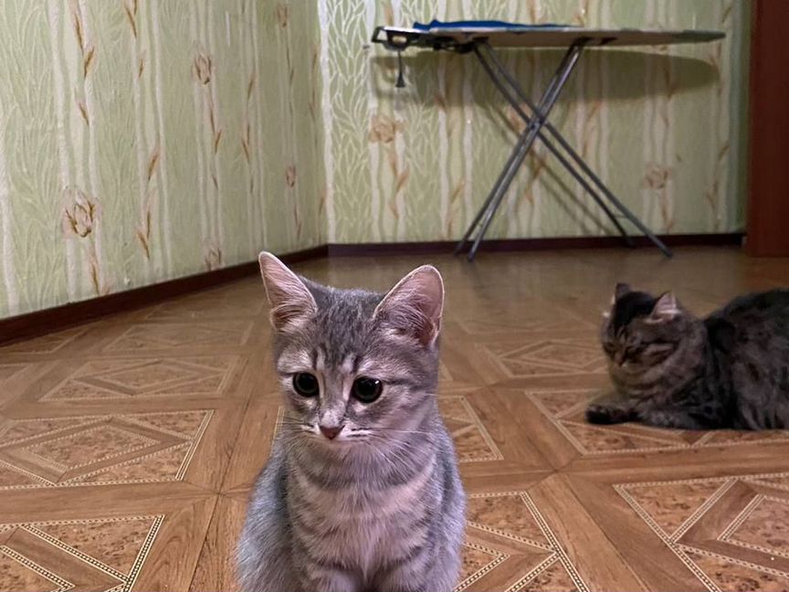 Котята-девочки 3,5 и 4,5 месяцев в добрые руки