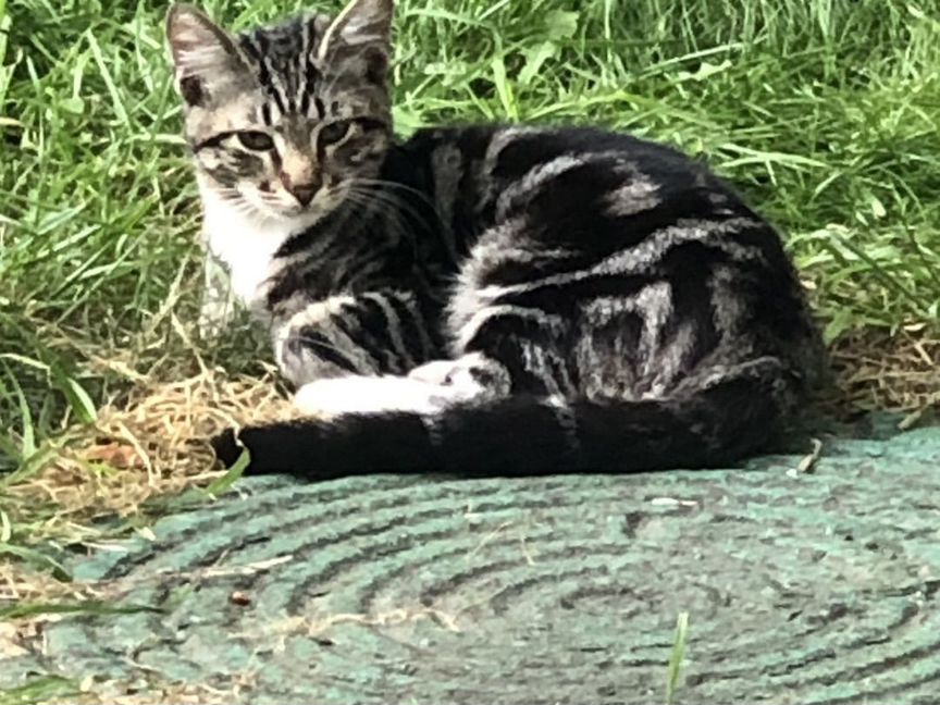 Мраморный красавец ищет дом