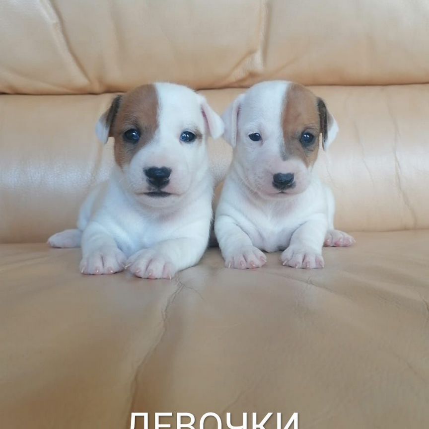 Сказочные малышки (щенки Джек Рассел) с док
