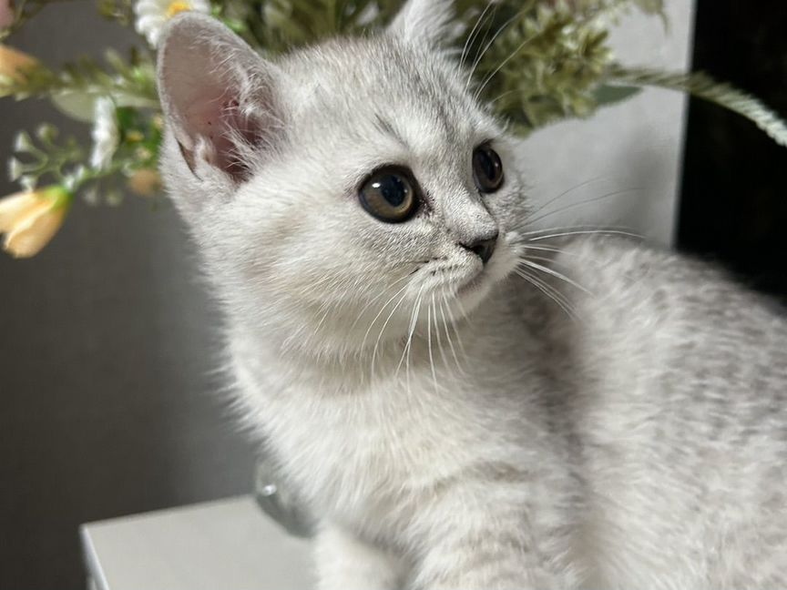 Котята шотландские