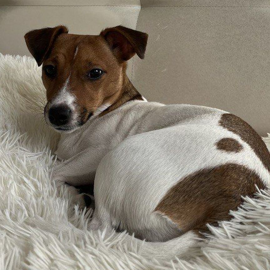 Джек рассел терьер вязка