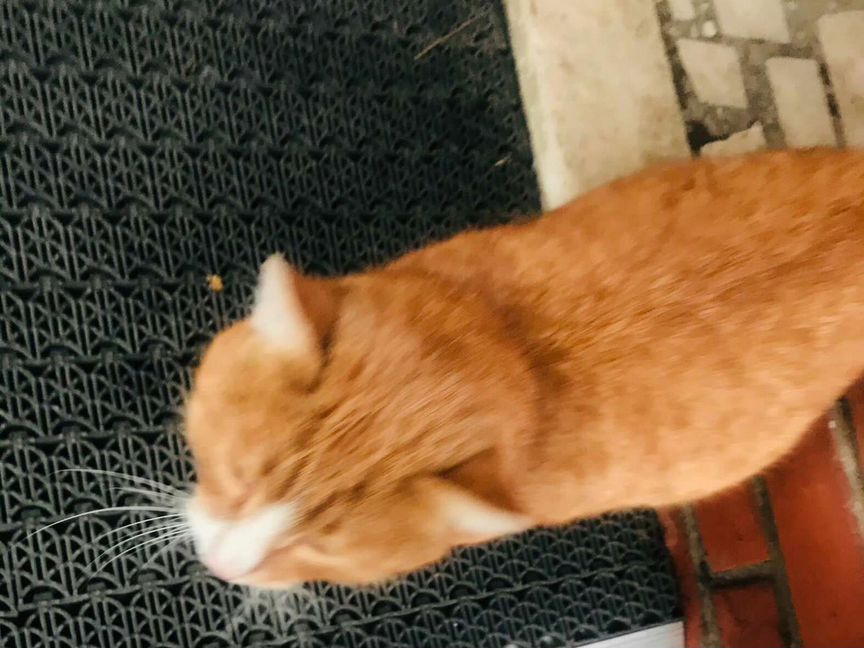 Кота вышвырнули с окна