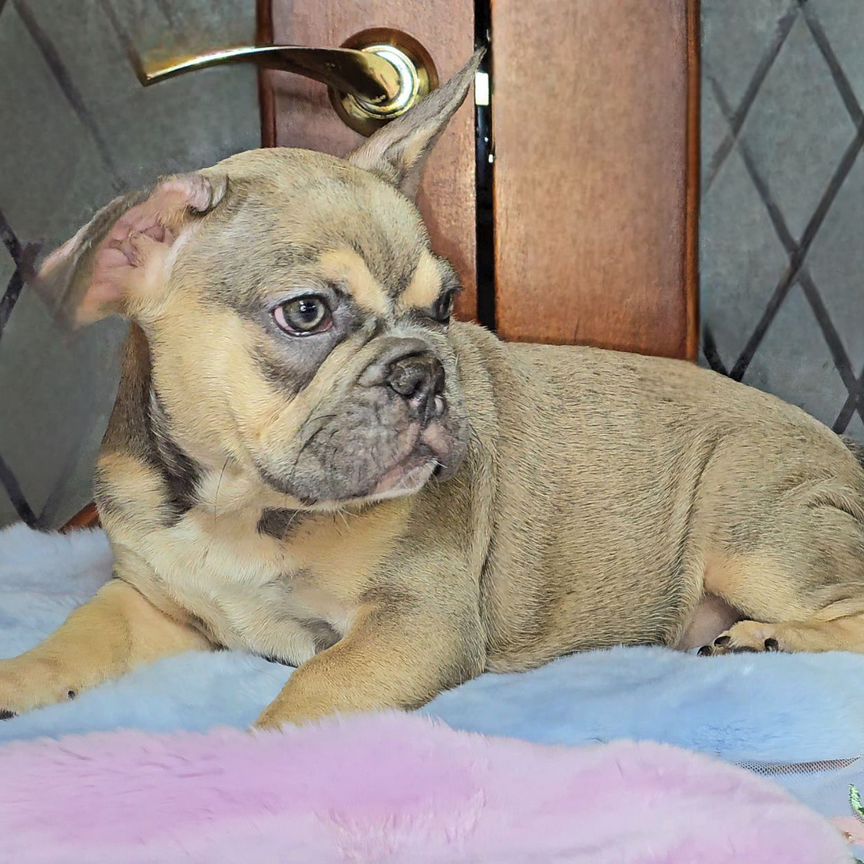 Голубой фавн девочка