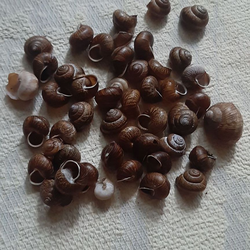 Раковины виноградной улитки