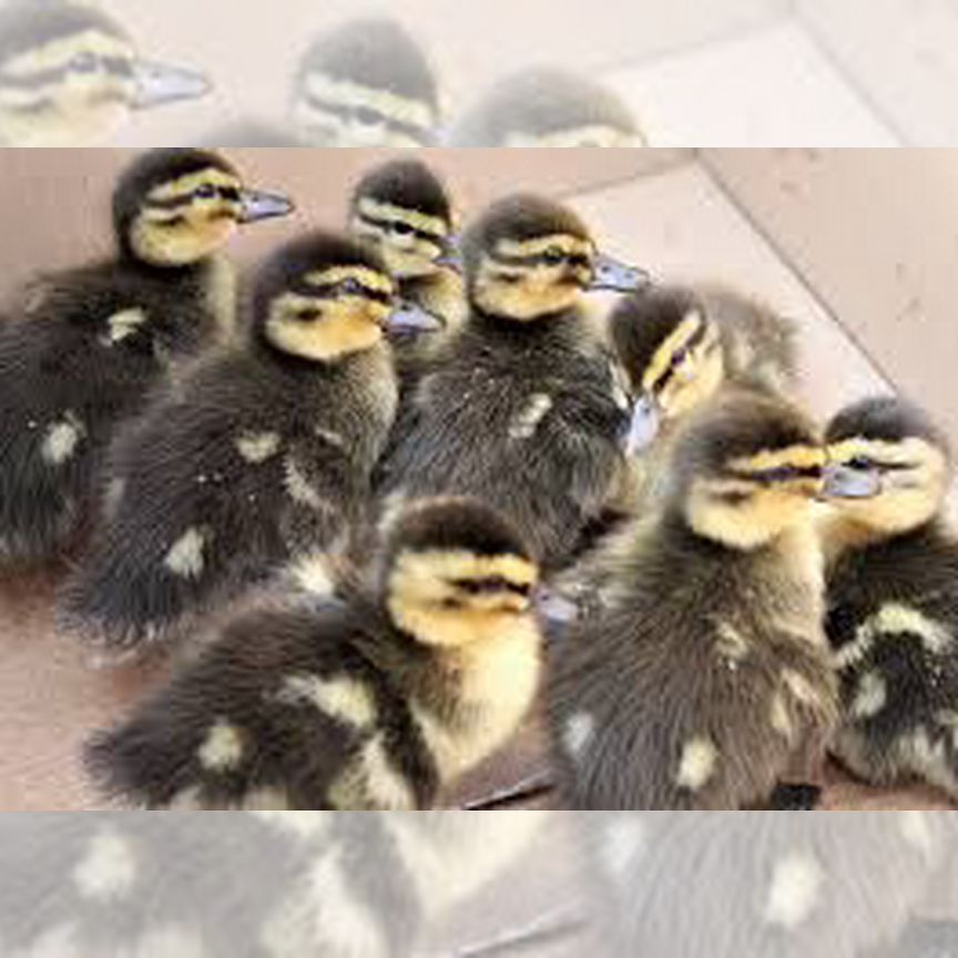 Бройлерные цыплята, индюшата, утята,гусята