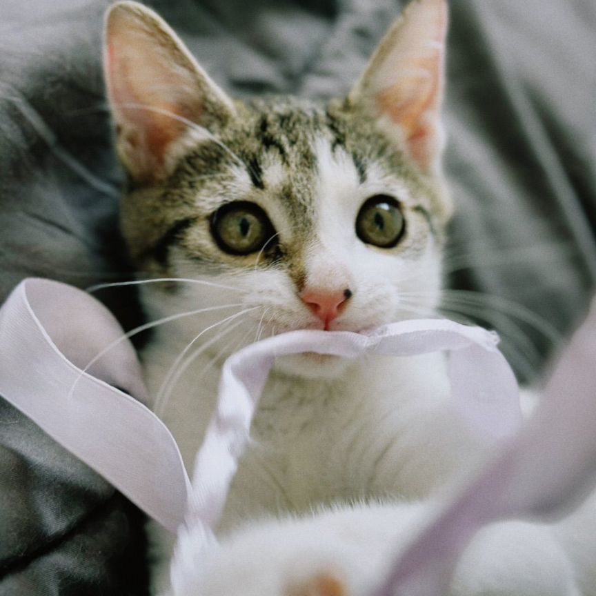 Котенок серый белый бесплатно