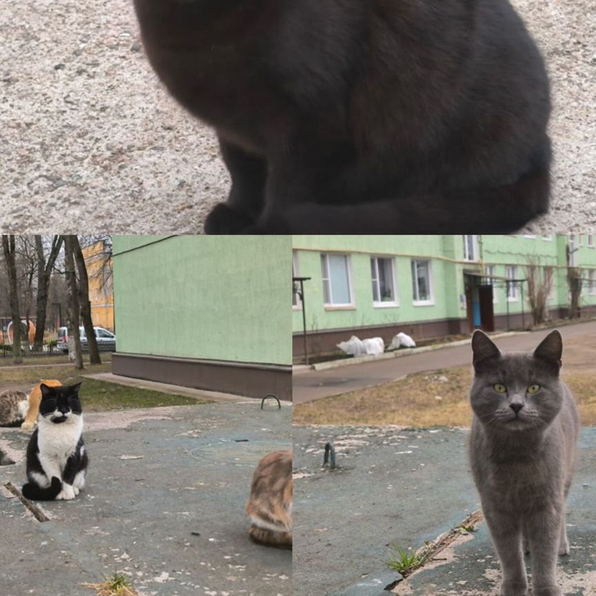 Взрослая, кошка в добрые руки