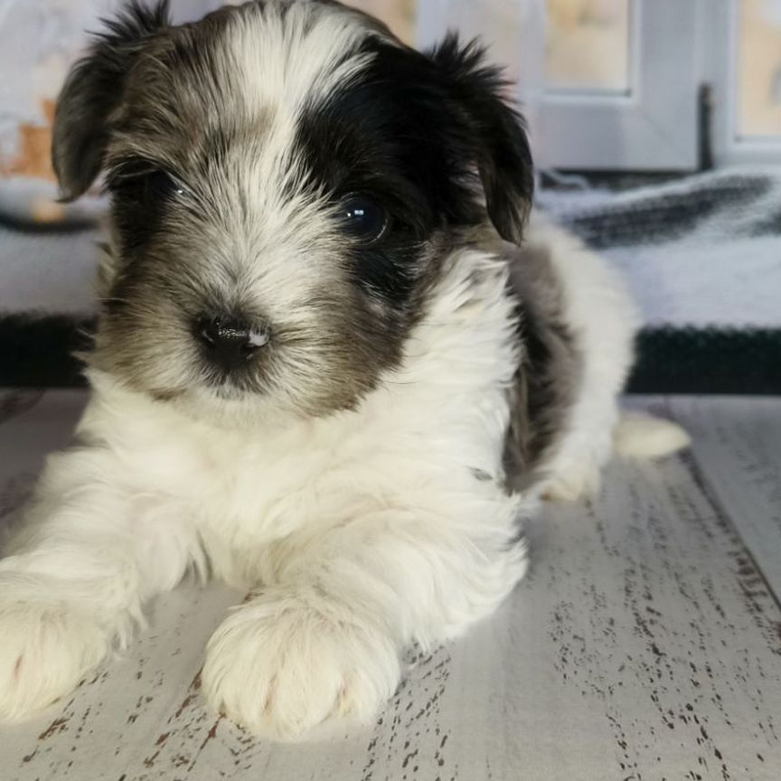 Мальтипу, щенок