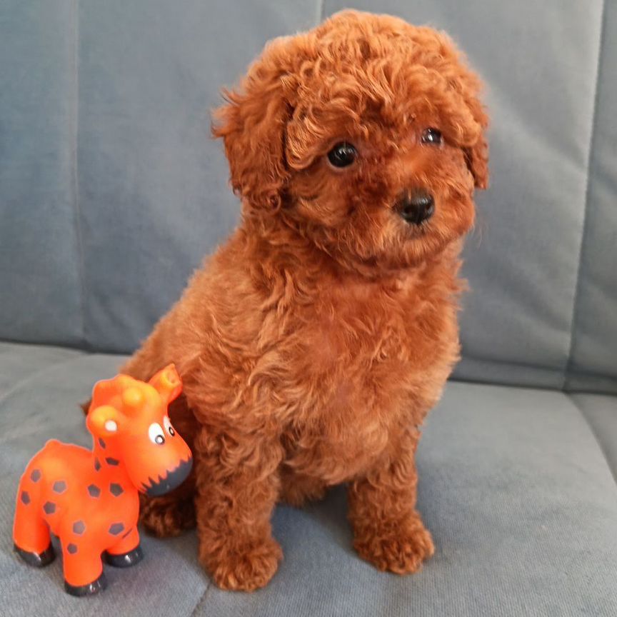 Той-пудель, щенок