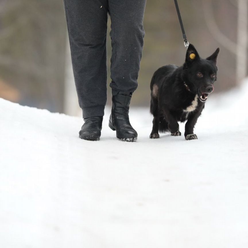 Маленькая собачка