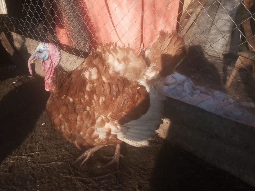 Индюк, порода Ред Бурбон