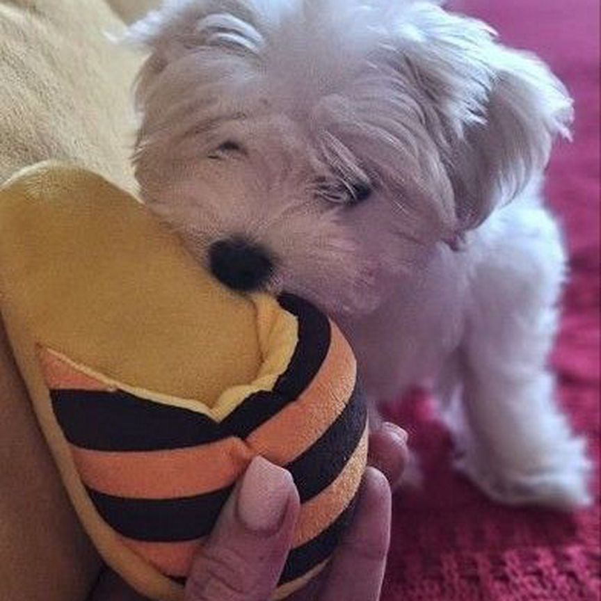 Щенок мальтезе