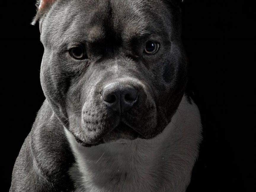 Американский булли classic вязка