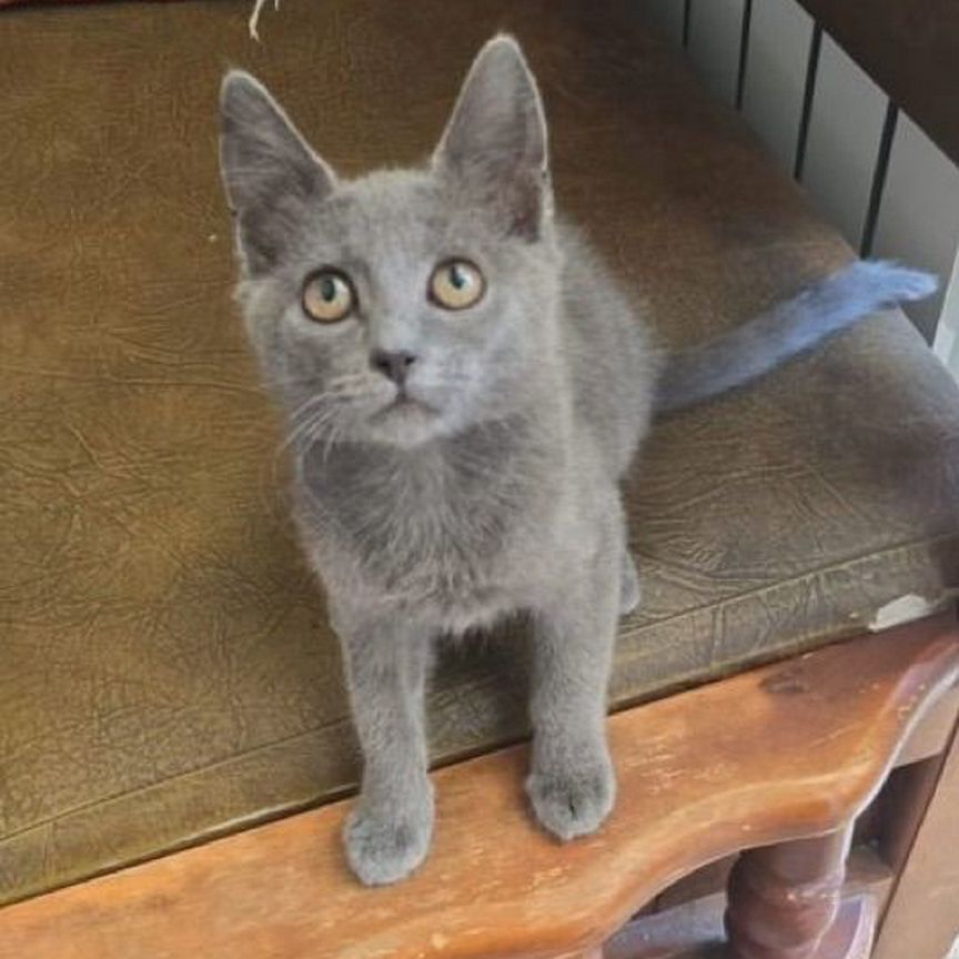 Котенок ищет дом