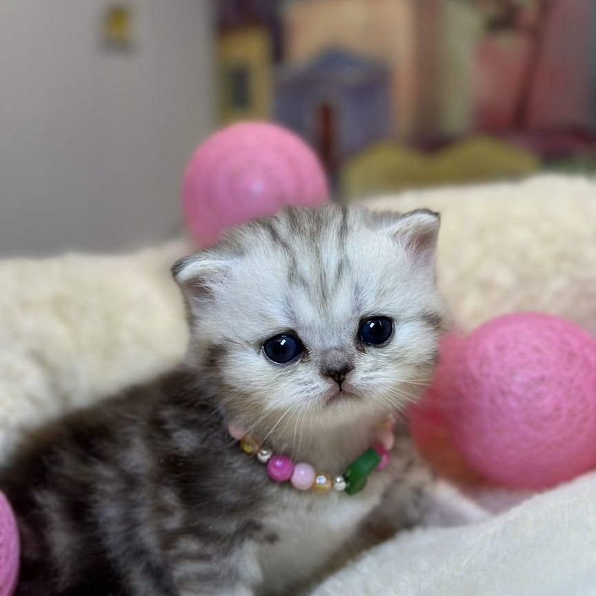 Шотландская кошечка
