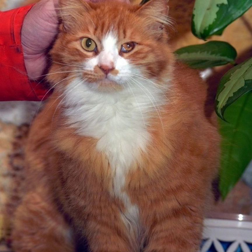 Алиса 4 года