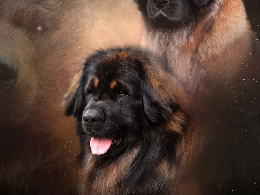 Щенки леонбергер