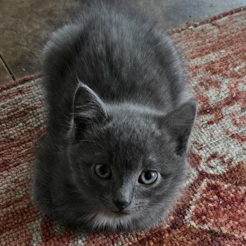 Котёнок в добрые руки