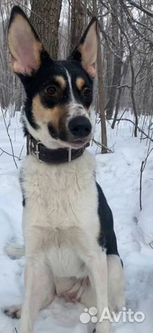 Ушастая Юми