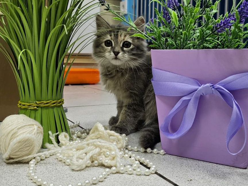 Красивые котята