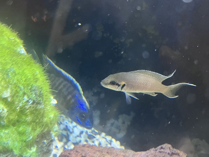 Аквариумные рыбки, цихлиды