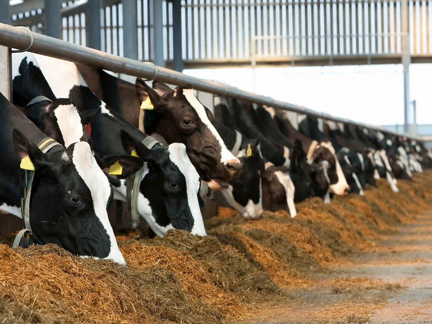 Продукты на корм животным