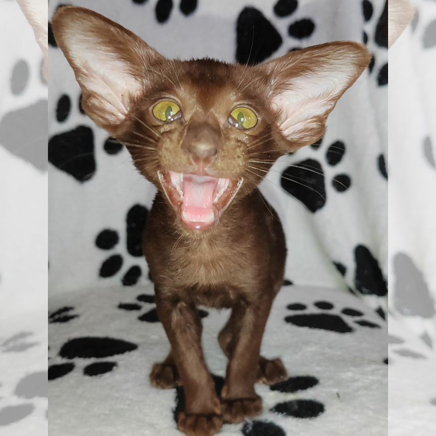 Ориентальный котёнок