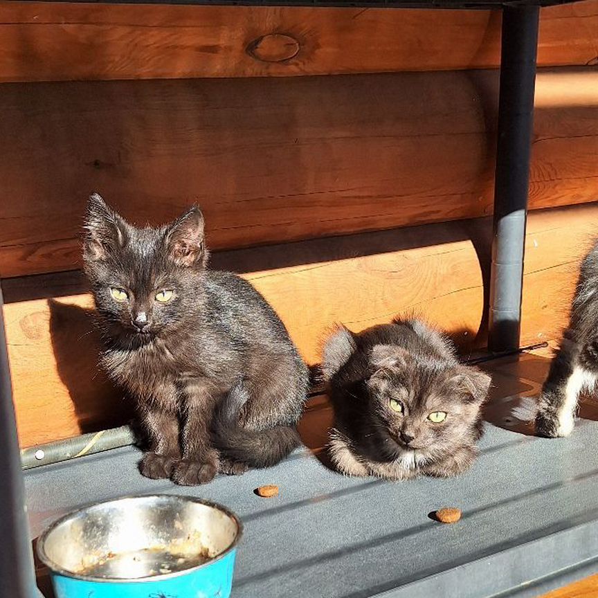 Котята в добрые руки