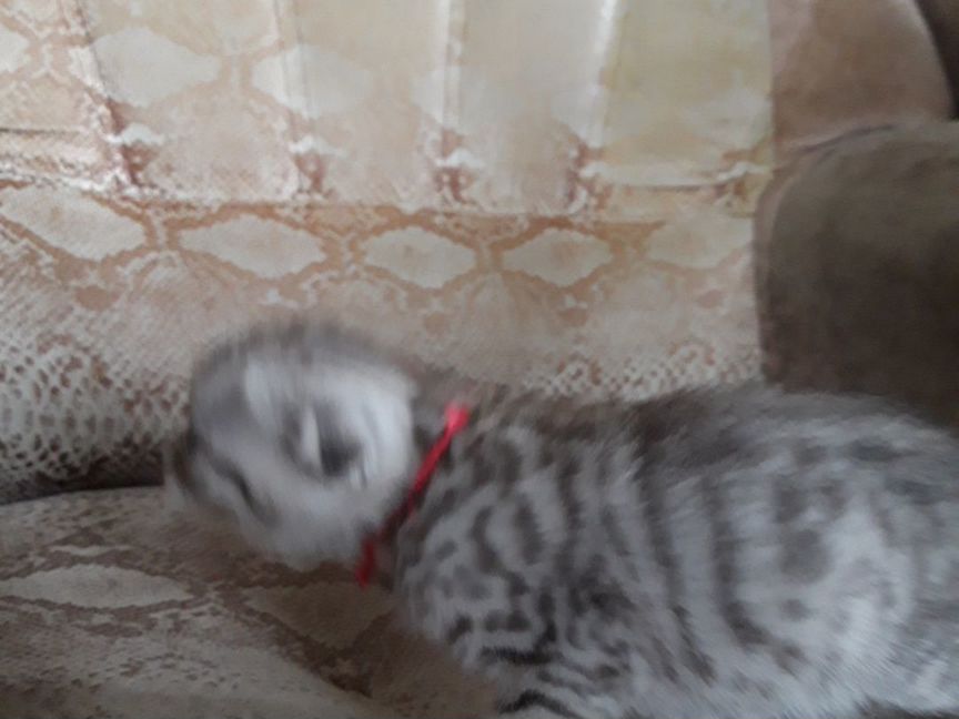 Продам шотландских котят