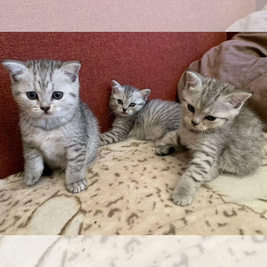 Шотландский прямоухий длинношёрстный котёнок
