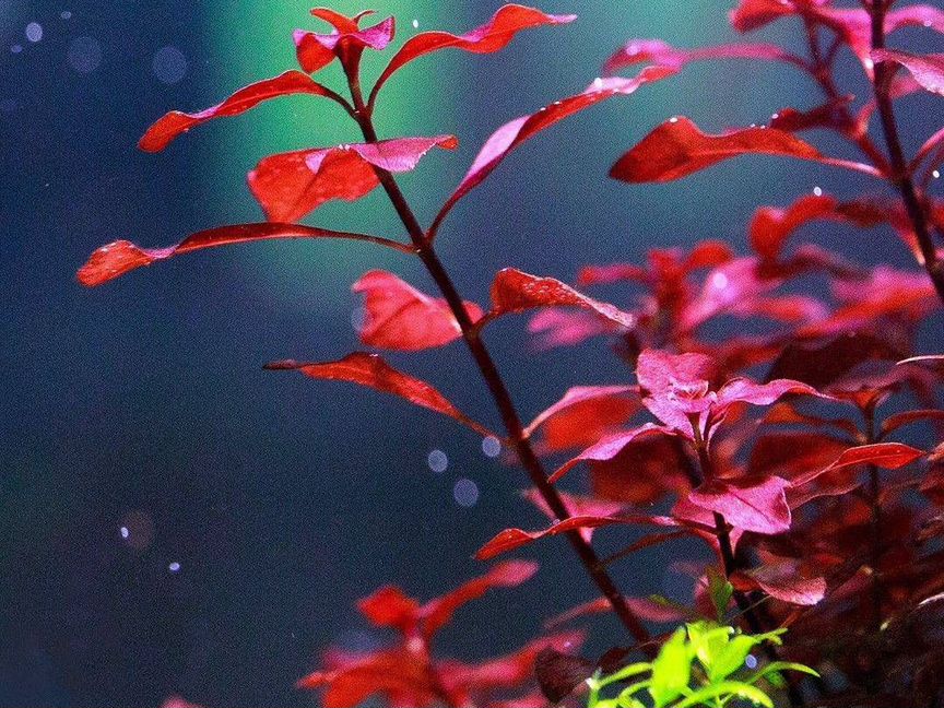 Людвигия Рубин