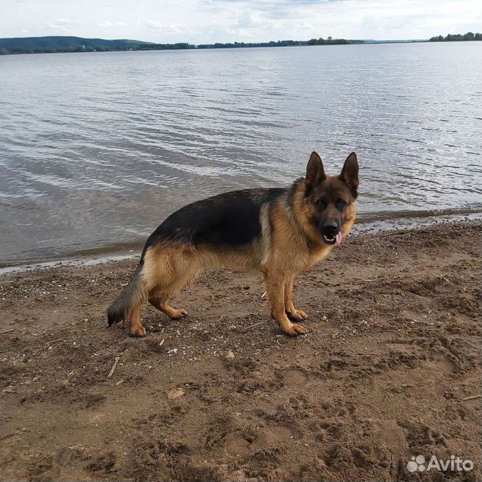 Немецкая овчарка вязка.кобель