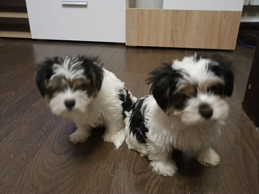 Щенки бивер йорка