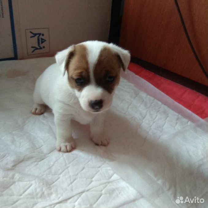 Джек расл терьер щенки