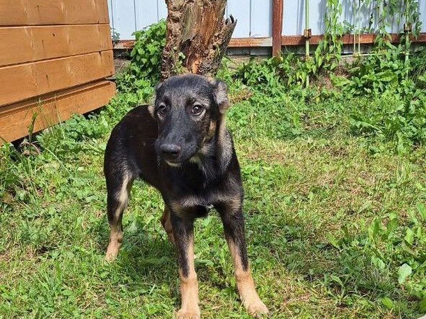 Щенок метис вео